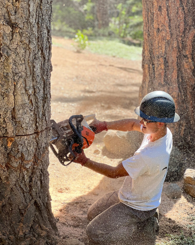 Services - Incline Tree Care