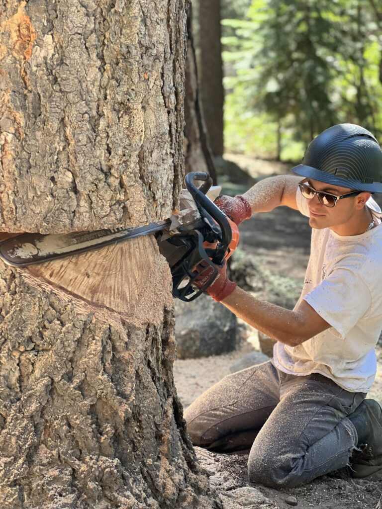 Home - Incline Tree Care