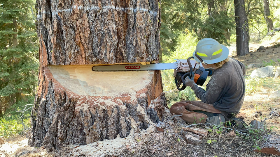Contact Us - Incline Tree Care